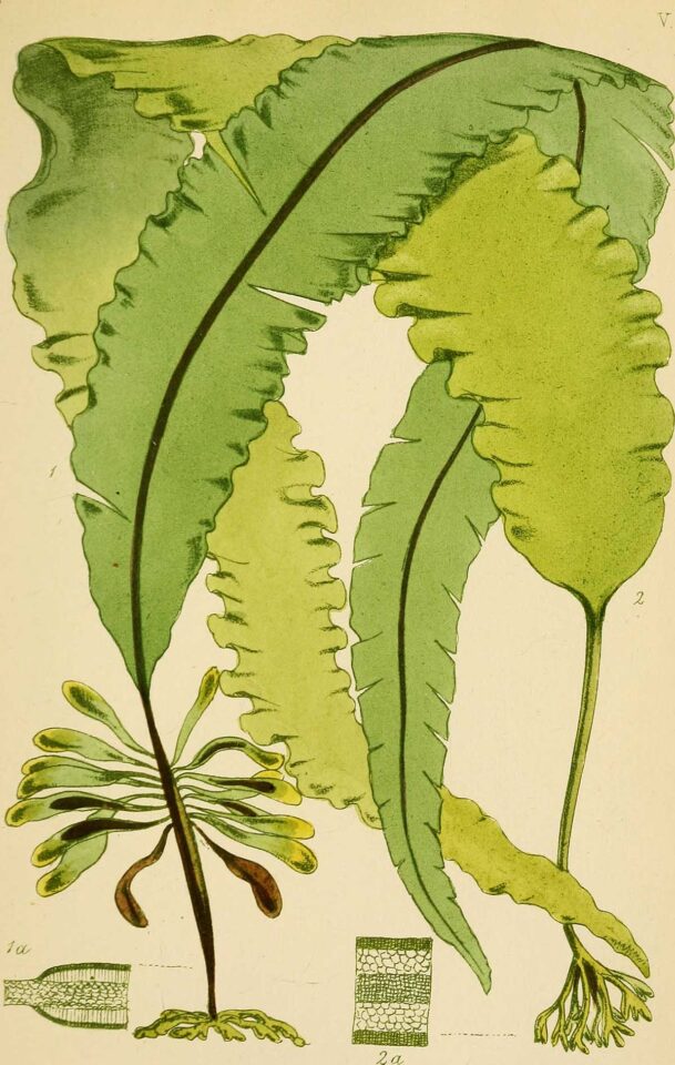 Free Pretty Vintage Seaweed Prints and Illustrations - Picture Box Blue