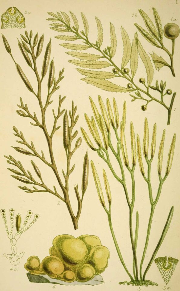 Free Pretty Vintage Seaweed Prints and Illustrations - Picture Box Blue