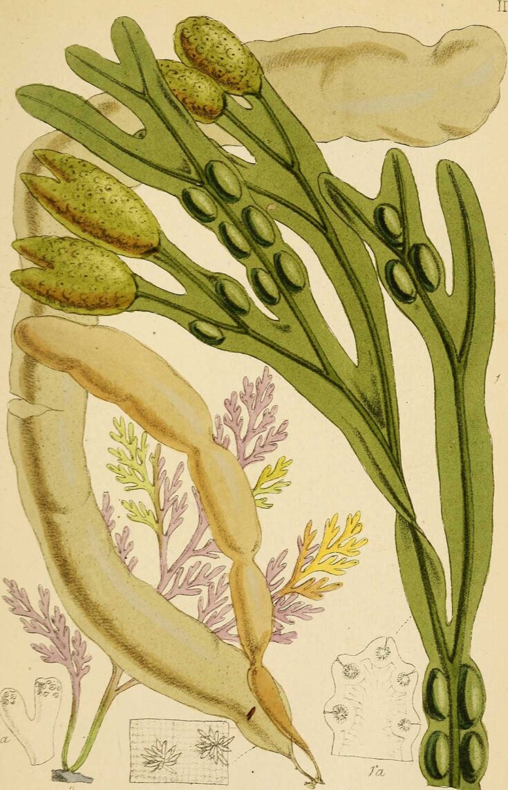 Free Pretty Vintage Seaweed Prints and Illustrations - Picture Box Blue
