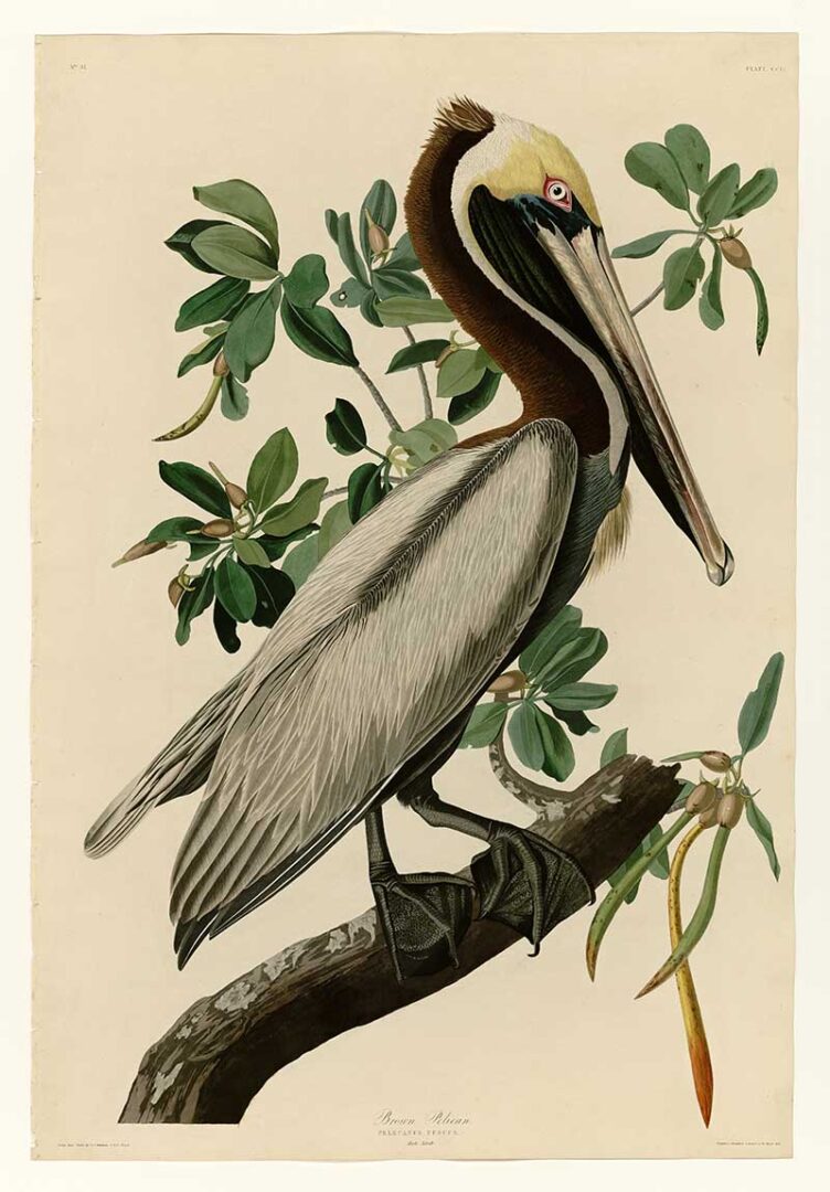 14 Impressive Free Pelican Prints and Illustrations, Including Audubon ...