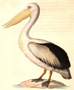 14 Impressive Free Pelican Prints and Illustrations, Including Audubon ...