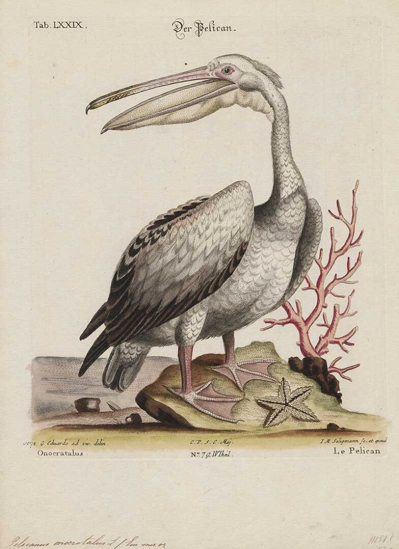 14 Impressive Free Pelican Prints and Illustrations, Including Audubon ...