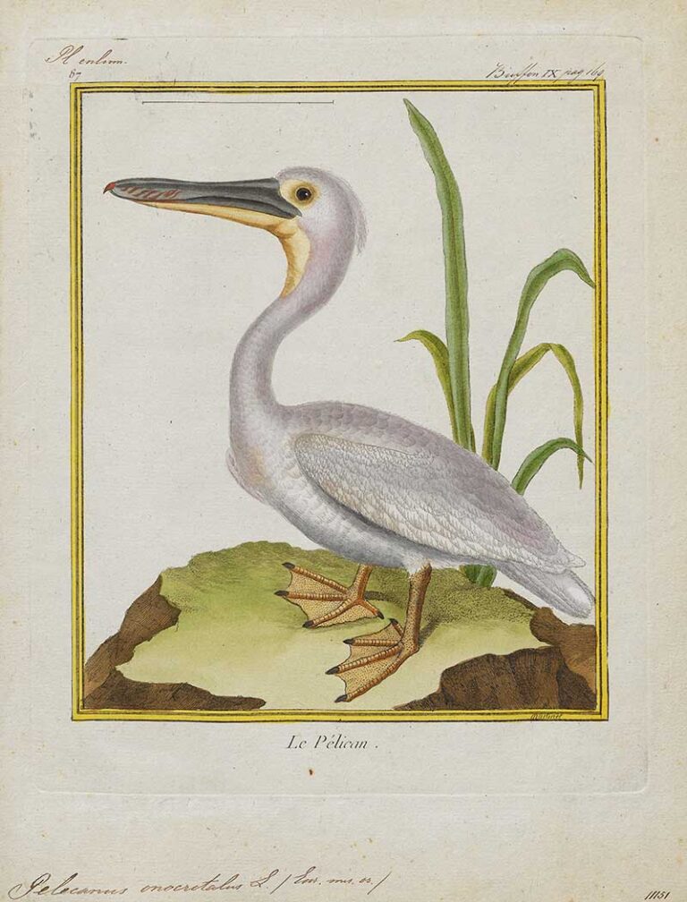 14 Impressive Free Pelican Prints and Illustrations, Including Audubon ...