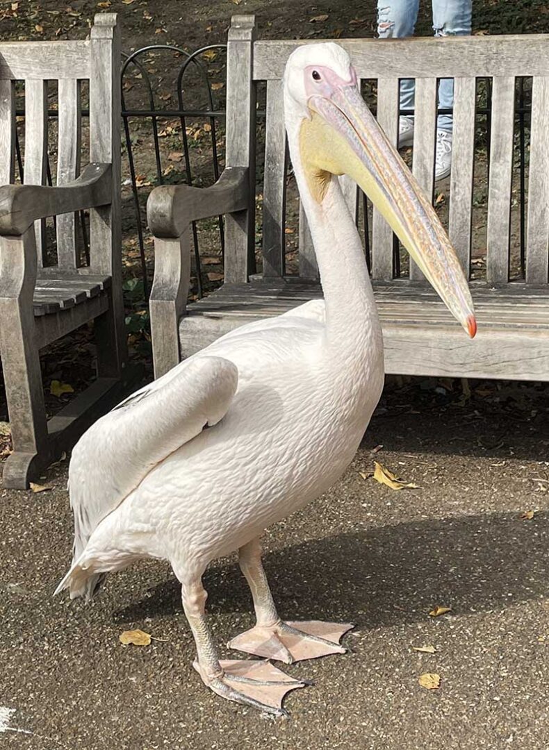 14 Impressive Free Pelican Prints and Illustrations, Including Audubon ...