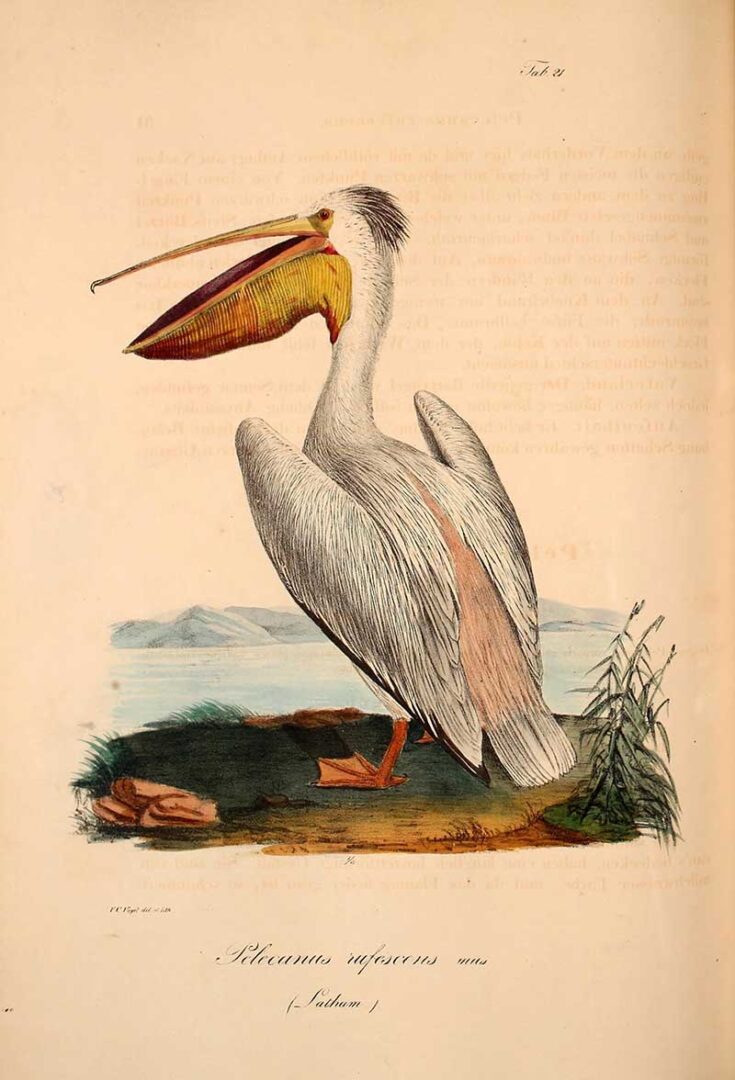 14 Impressive Free Pelican Prints and Illustrations, Including Audubon ...