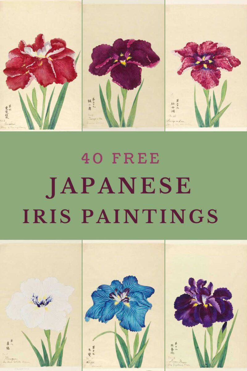 40 Beautiful Vintage Japanese Iris Paintings In The Public Domain - Picture Box Blue