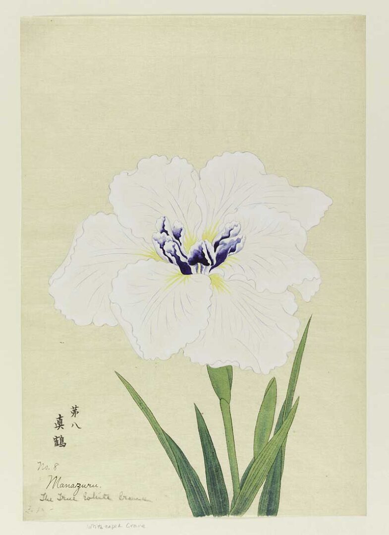 40 Beautiful Vintage Japanese Iris Paintings In The Public Domain ...
