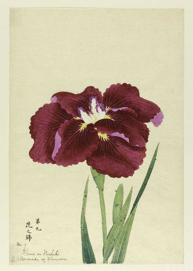 40 Beautiful Vintage Japanese Iris Paintings In The Public Domain ...