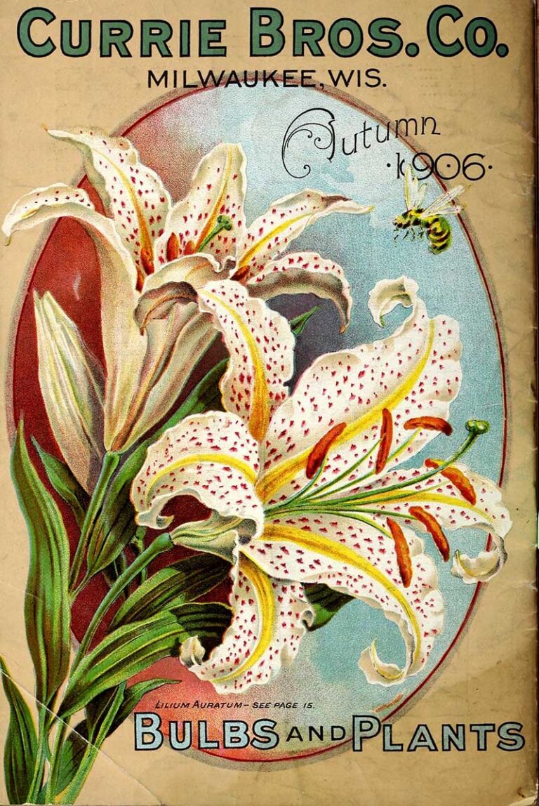 An Amazing Collection Of Free Vintage Flower Illustrations - Picture ...