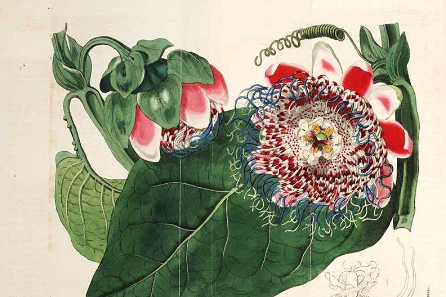 An Amazing Collection Of Free Vintage Flower Illustrations - Picture ...