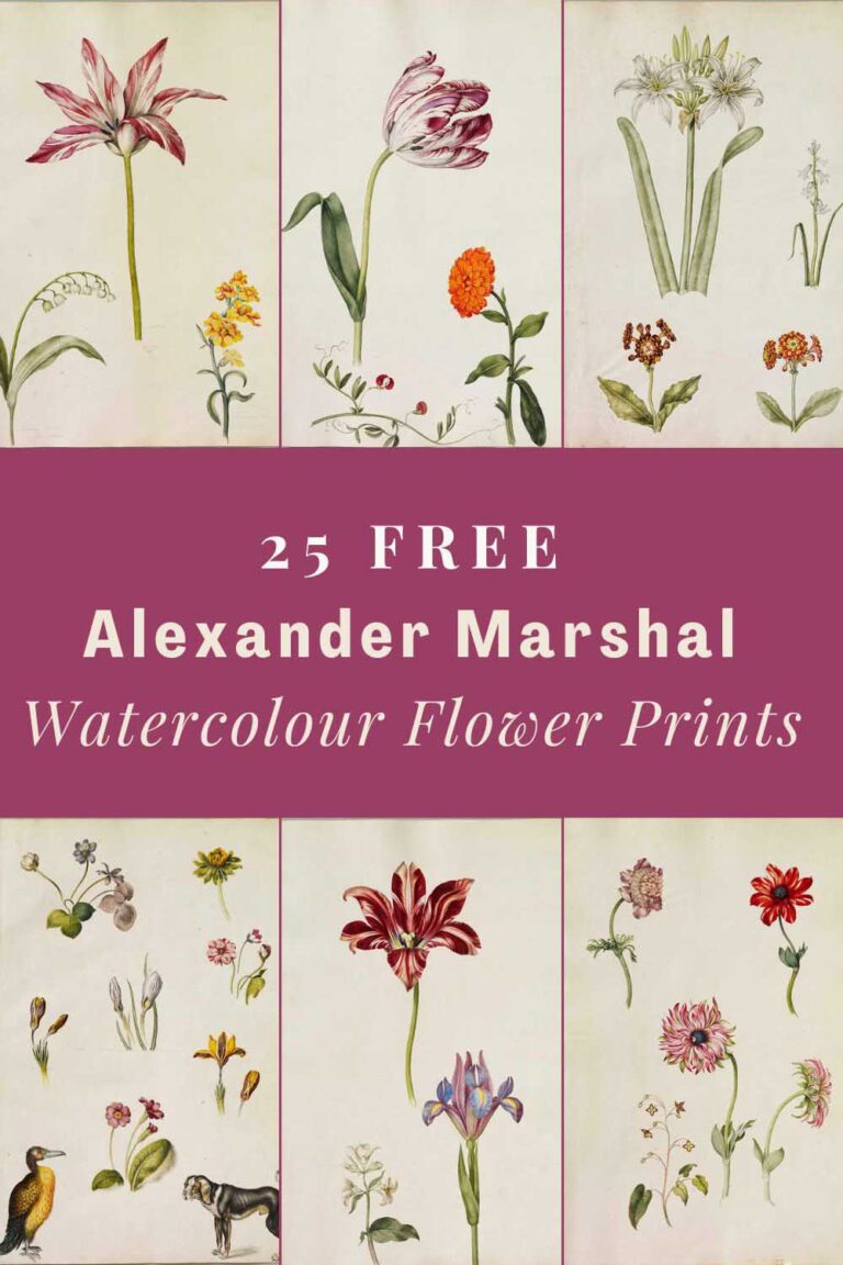 25 Beautiful floral Illustrations from Alexander Marshal's Florilegium ...