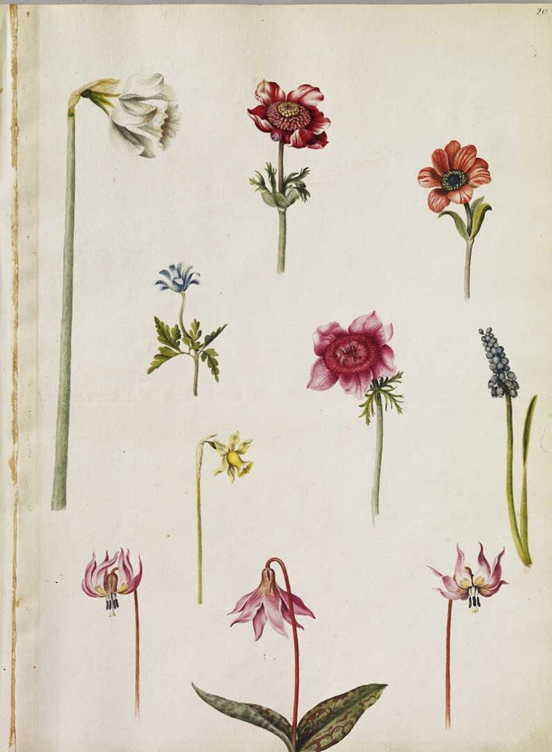25 Beautiful floral Illustrations from Alexander Marshal's Florilegium ...