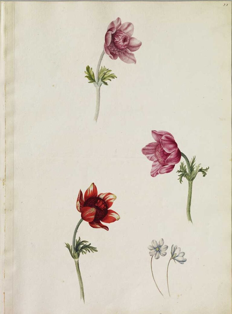 25 Beautiful floral Illustrations from Alexander Marshal's Florilegium ...