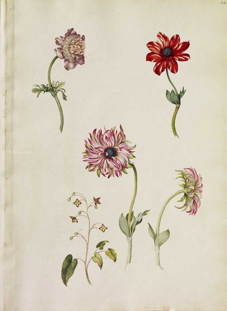 25 Beautiful floral Illustrations from Alexander Marshal's Florilegium ...