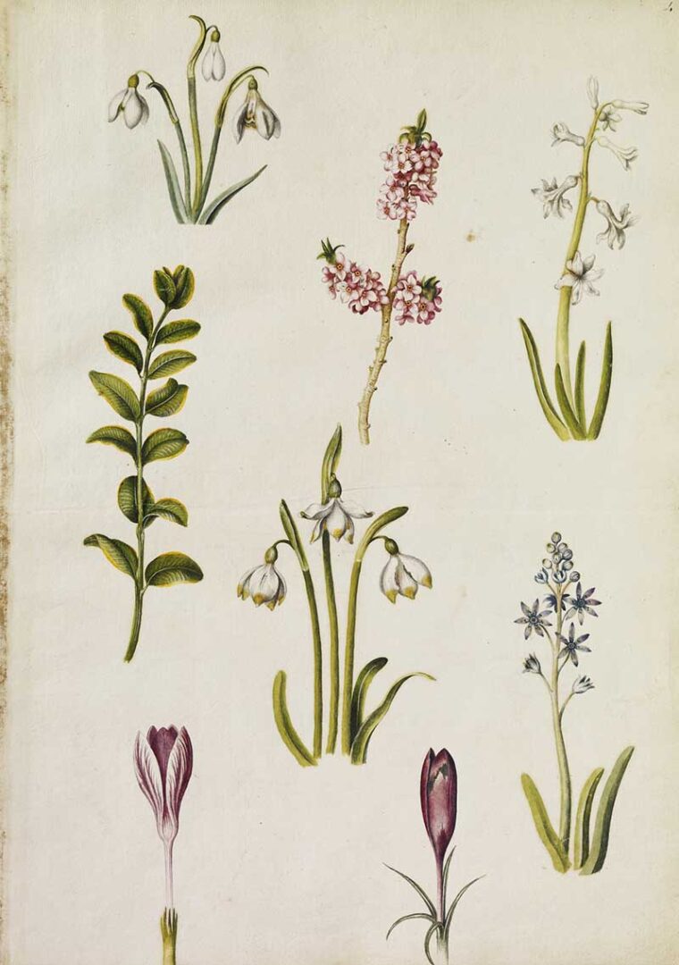 25 Beautiful floral Illustrations from Alexander Marshal's Florilegium ...