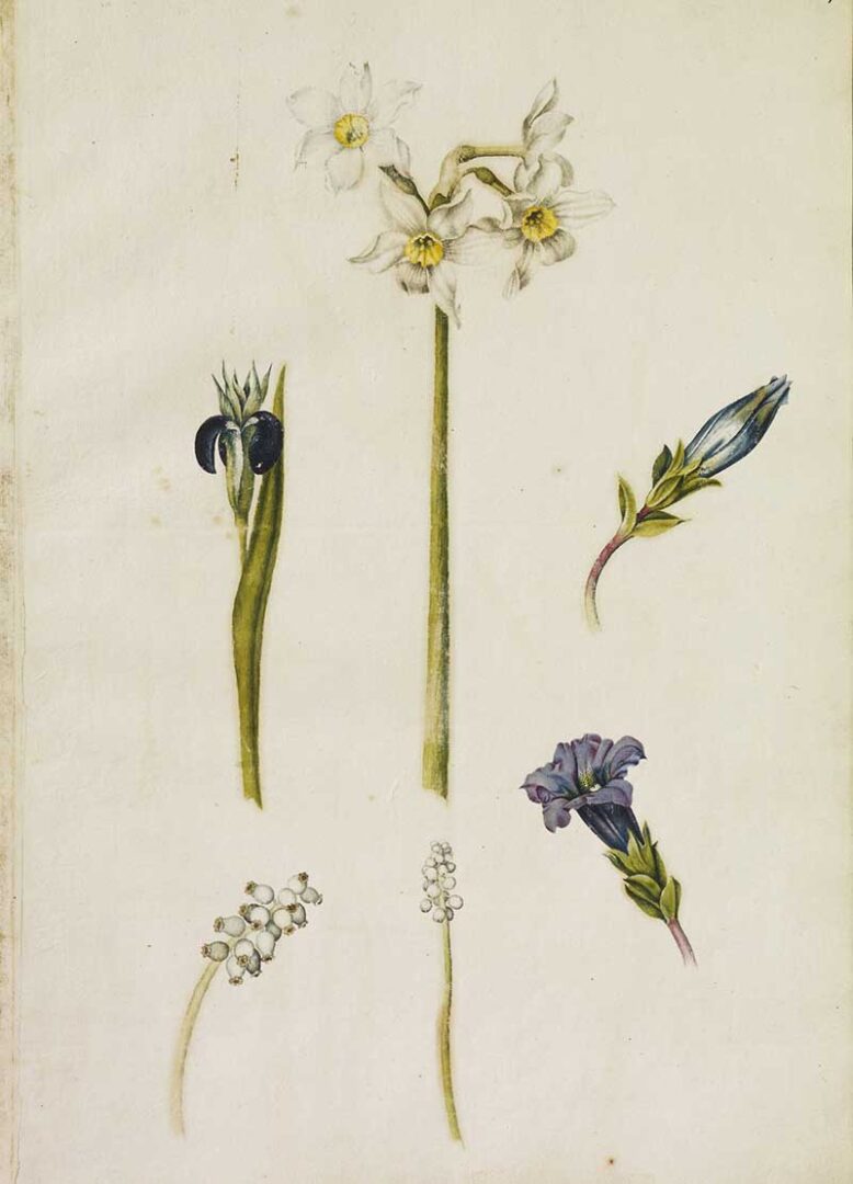 25 Beautiful floral Illustrations from Alexander Marshal's Florilegium ...