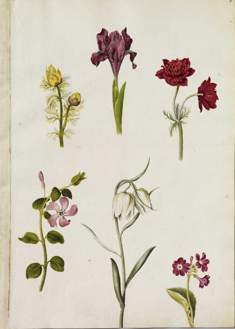 25 Beautiful floral Illustrations from Alexander Marshal's Florilegium ...