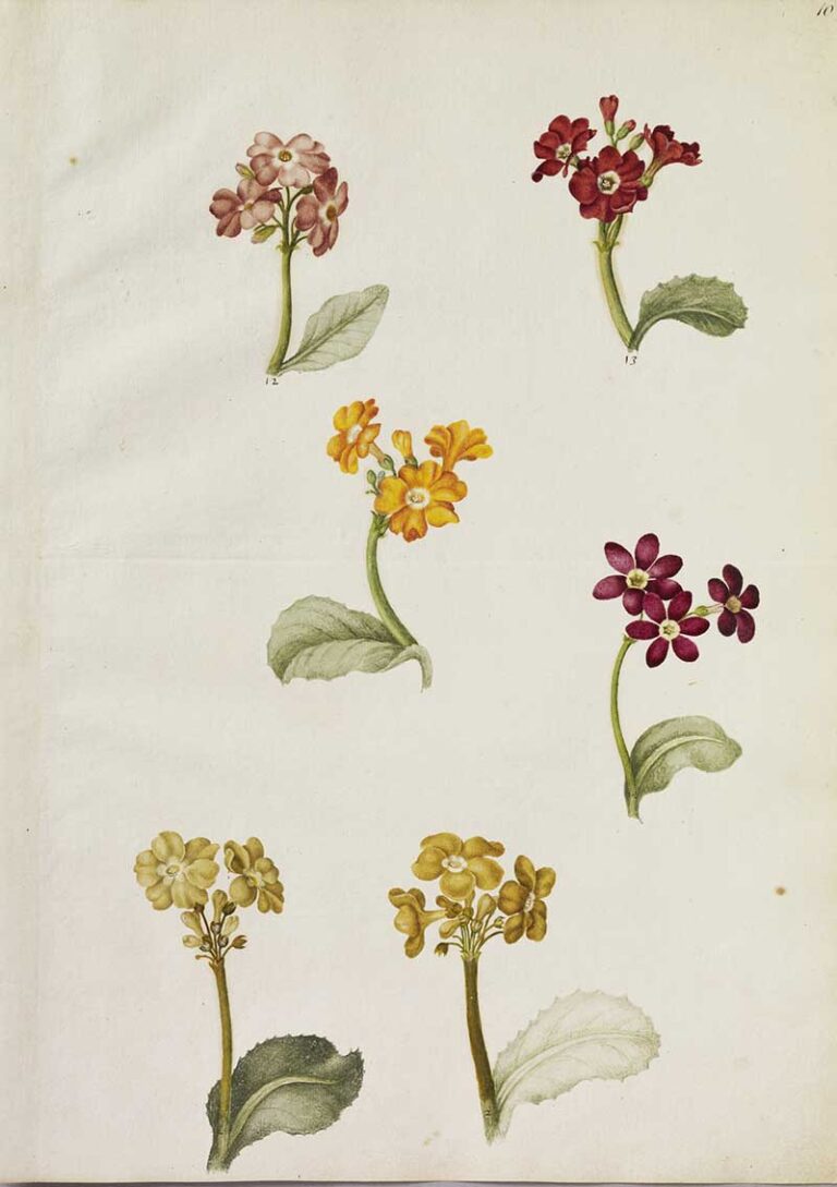 25 Beautiful floral Illustrations from Alexander Marshal's Florilegium ...