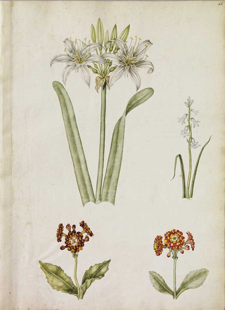25 Beautiful floral Illustrations from Alexander Marshal's Florilegium ...
