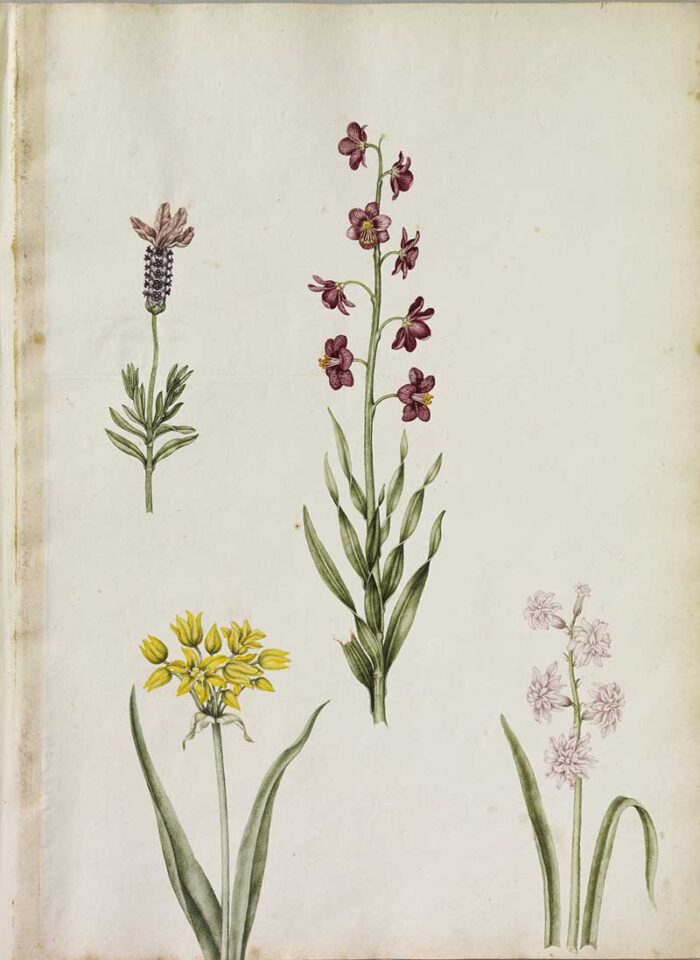 25 Beautiful floral Illustrations from Alexander Marshal's Florilegium ...