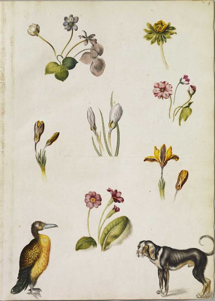 25 Beautiful floral Illustrations from Alexander Marshal's Florilegium ...