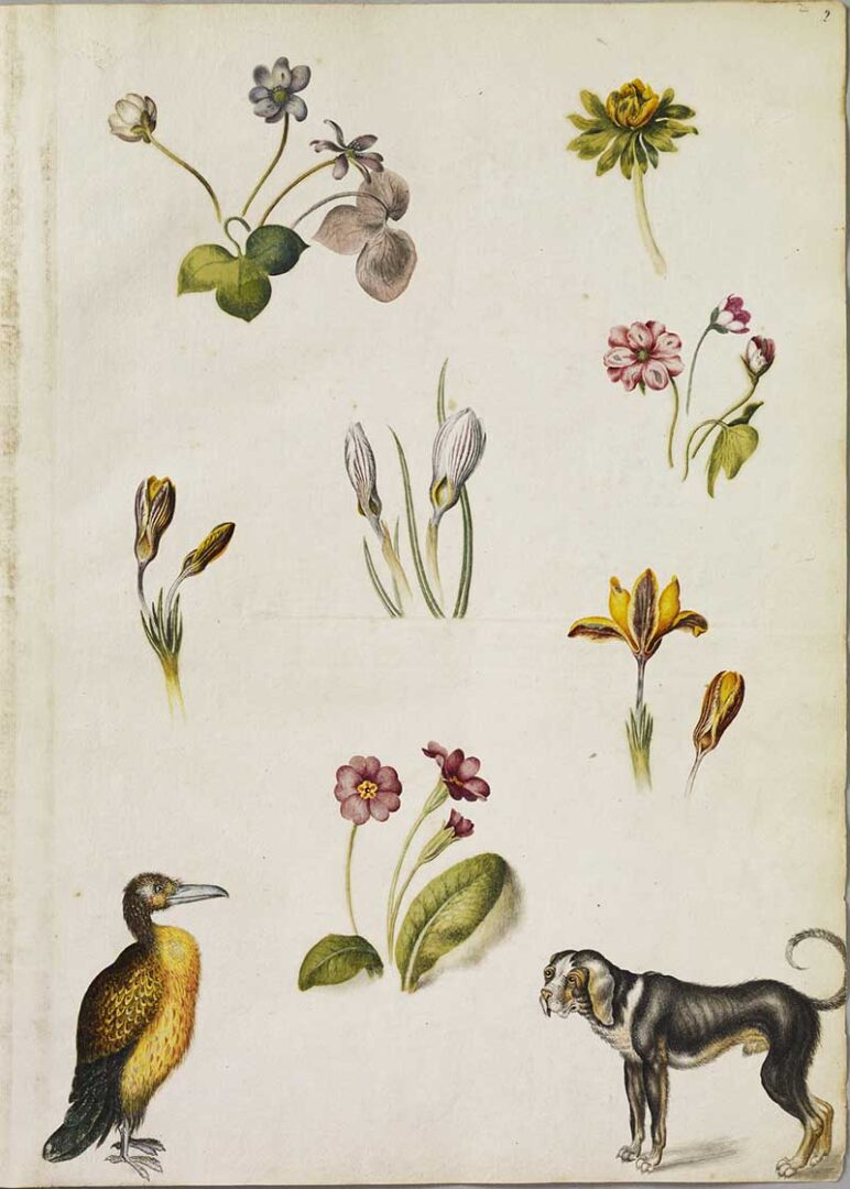 25 Beautiful floral Illustrations from Alexander Marshal's Florilegium ...