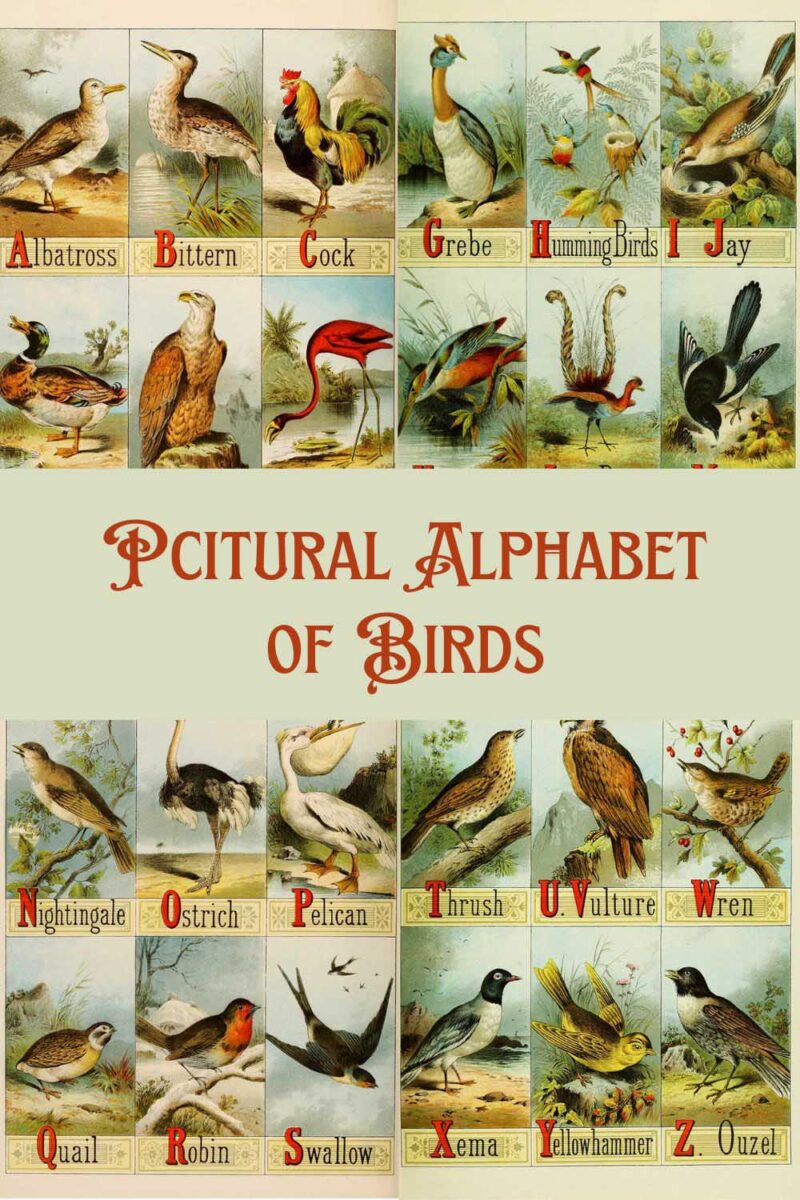 Fun Pictural Alphabet of Birds - Free To Print - Picture Box Blue