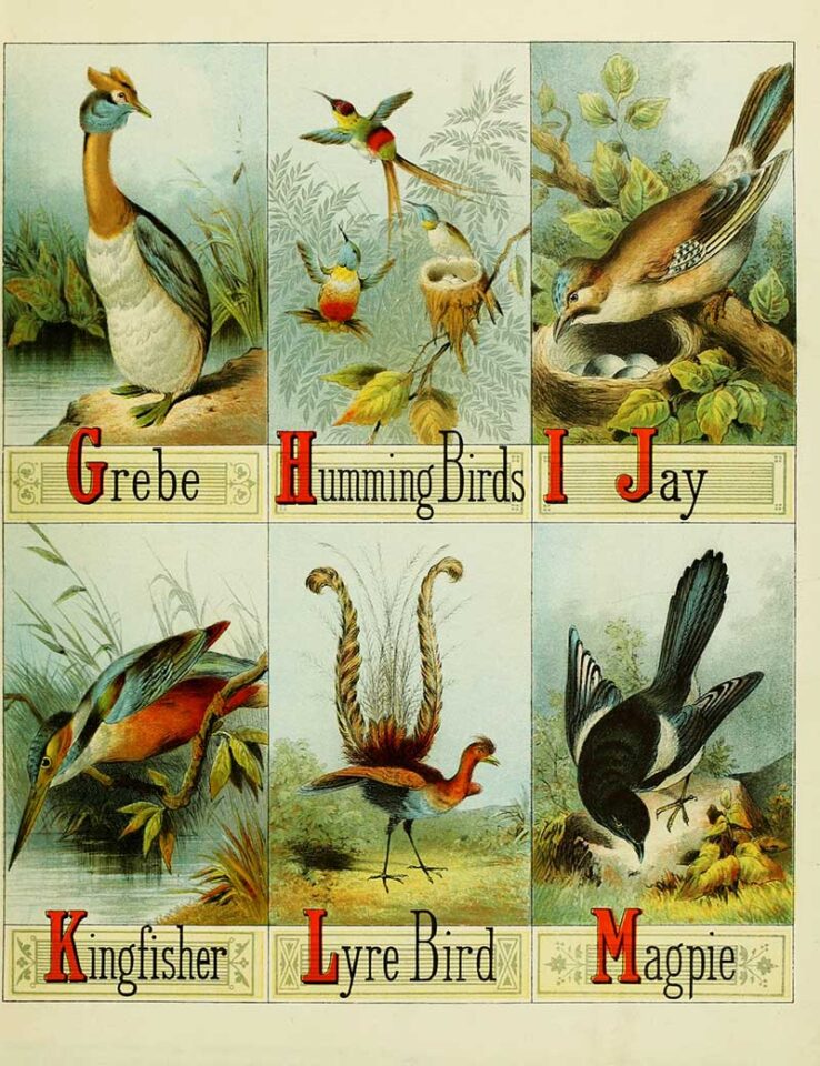Fun Pictural Alphabet of Birds - Free To Print - Picture Box Blue