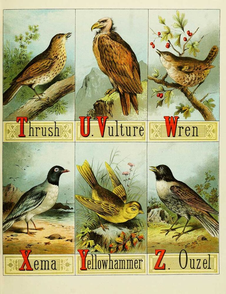 Fun Pictural Alphabet of Birds - Free To Print - Picture Box Blue