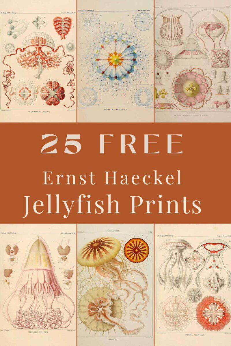 25 Stunning Ernst Haeckel Jellyfish Prints - Beauty in the Oceans ...