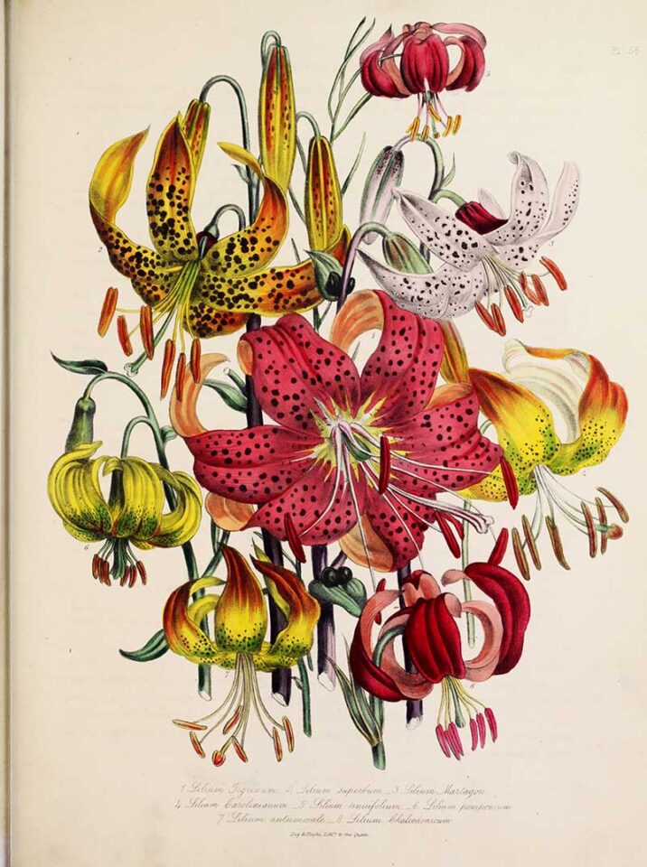 26 Gorgeous Free Lily Flower Illustrations and Drawings - Picture Box Blue