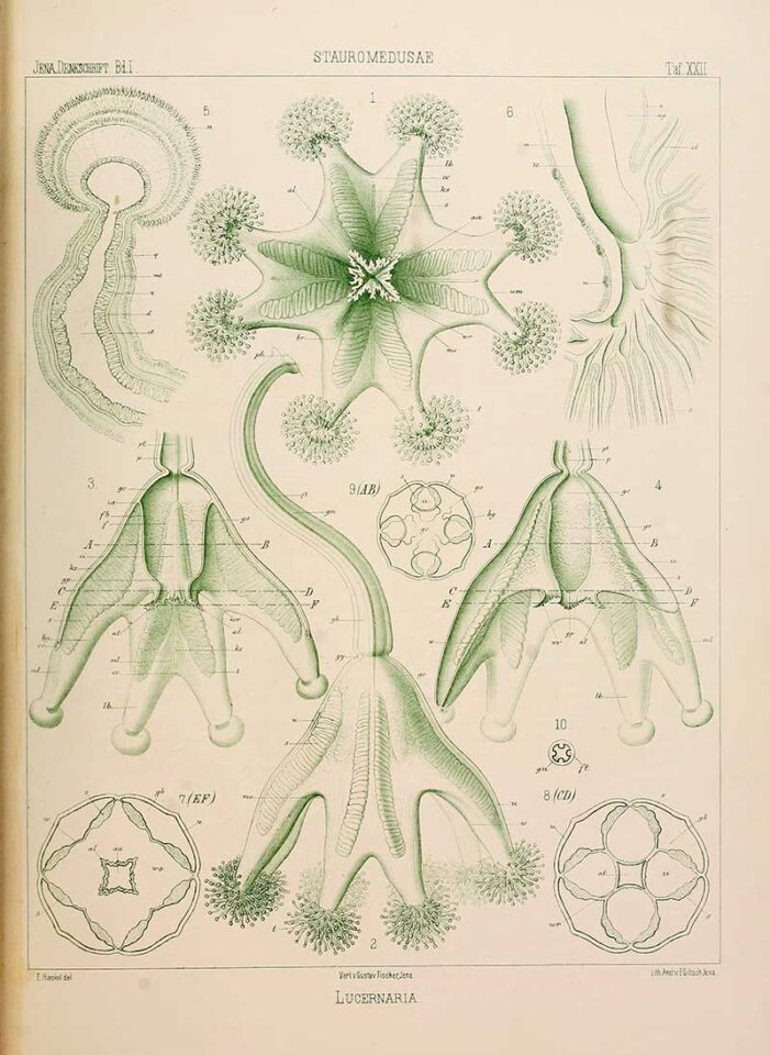 25 Stunning Ernst Haeckel Jellyfish Prints - Beauty in the Oceans ...
