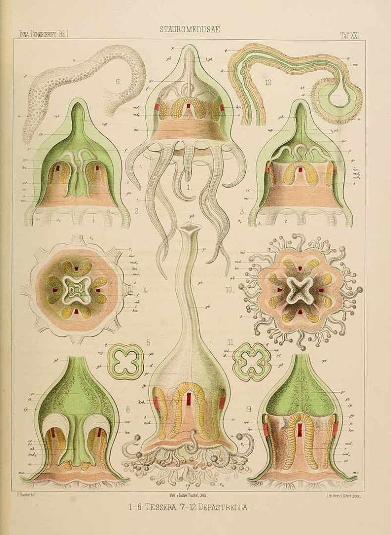 25 Stunning Ernst Haeckel Jellyfish Prints - Beauty in the Oceans ...