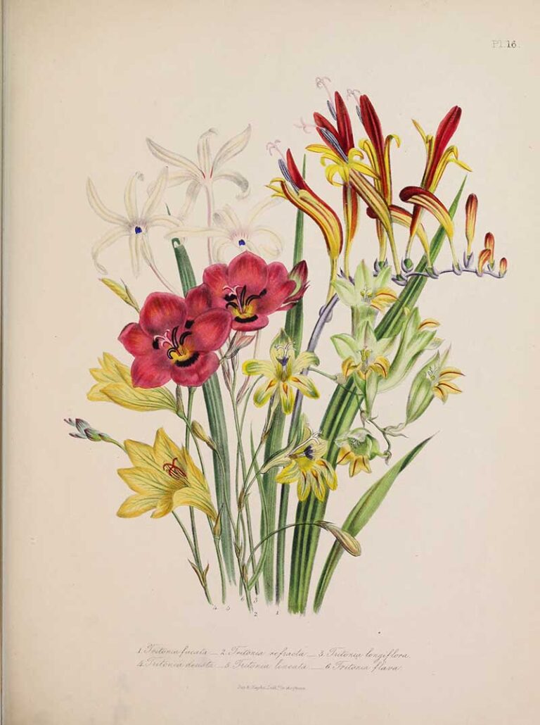 26 Jane Loudon Prints of Beautiful Bulbous Plants - Picture Box Blue