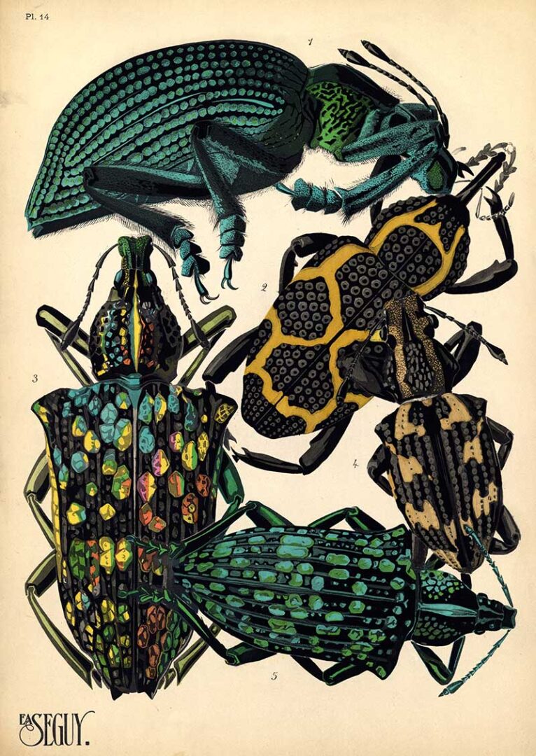 20 Stunning E.A. Seguy Art Nouveau Insect Prints for Free: A Visual ...
