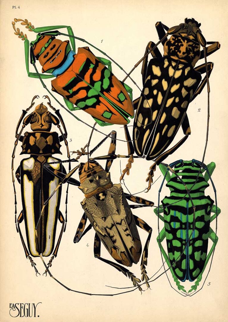 20 Stunning E.A. Seguy Art Nouveau Insect Prints for Free: A Visual ...