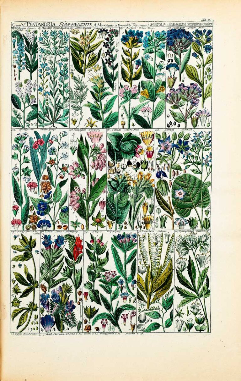 28 Amazingly Detailed Phytographic Botany Prints by Johannes Gessner ...