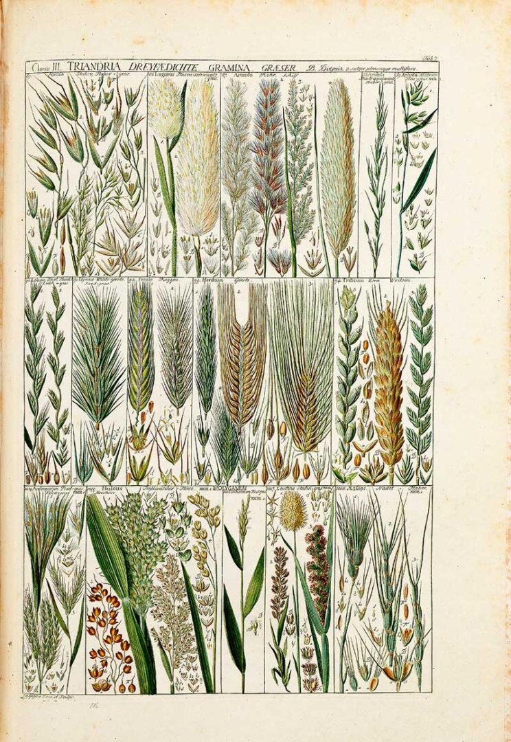 28 Amazingly Detailed Phytographic Botany Prints by Johannes Gessner ...