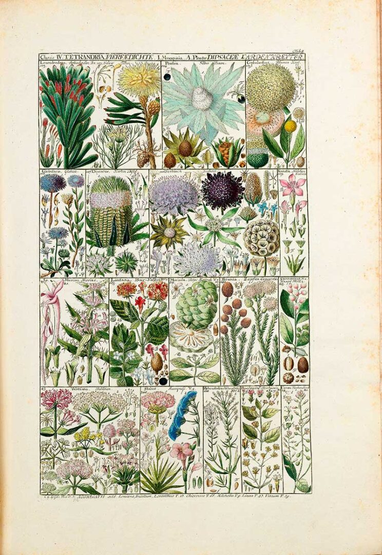 28 Amazingly Detailed Phytographic Botany Prints by Johannes Gessner ...