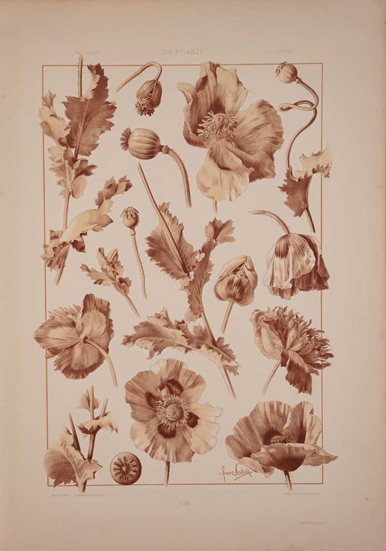 Free Vintage Poppy Pictures To Print & Download - Picture Box Blue