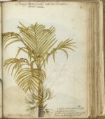 46 Beautiful Vintage Nature Illustrations by Jan Brandes - Picture Box Blue