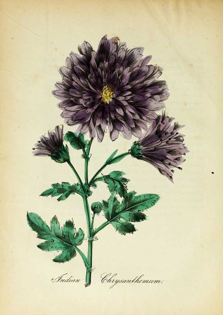 19 Free Beautiful Chrysanthemum Botanical Illustrations from the Public ...