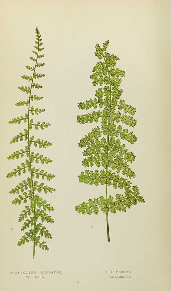 21 Vintage Fern Prints: The Perfect Art for Plant Lovers - Picture Box Blue