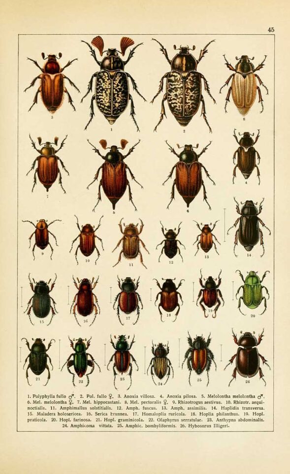 42 Vintage Entomology Prints: Bringing Natural History to Your Living ...