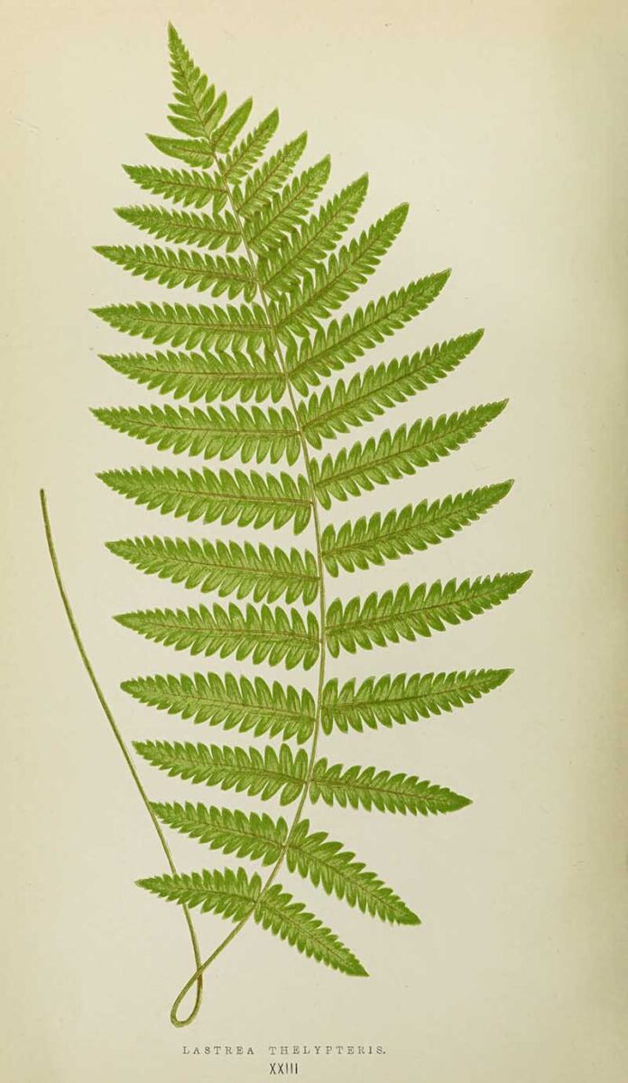 21 Vintage Fern Prints: The Perfect Art for Plant Lovers - Picture Box Blue