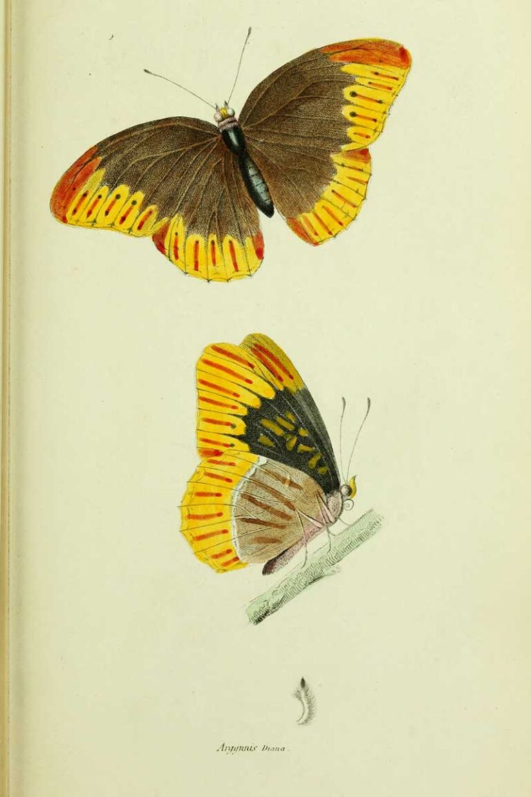 15 Vintage Butterfly Prints and Illustrations: A Free Treasure Trove ...