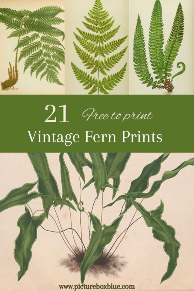 21 Vintage Fern Prints: The Perfect Art for Plant Lovers - Picture Box Blue