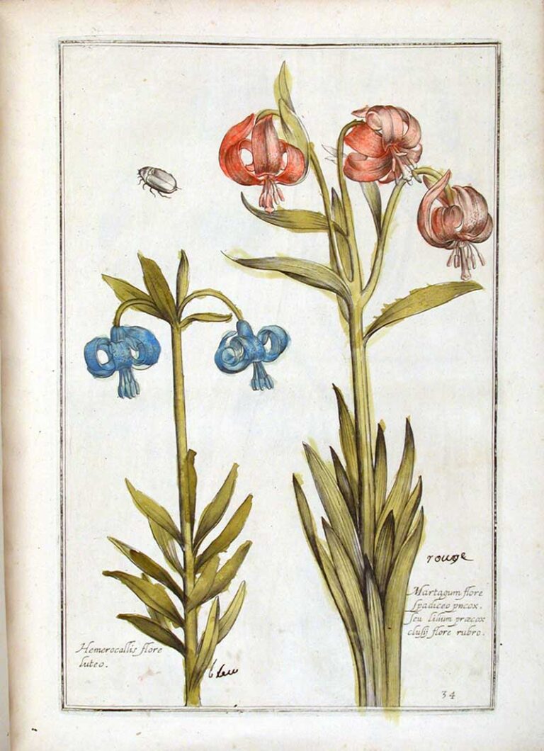 Exploring Renaissance Flowers with 20 Free Theatrum Florae Prints - Picture Box Blue