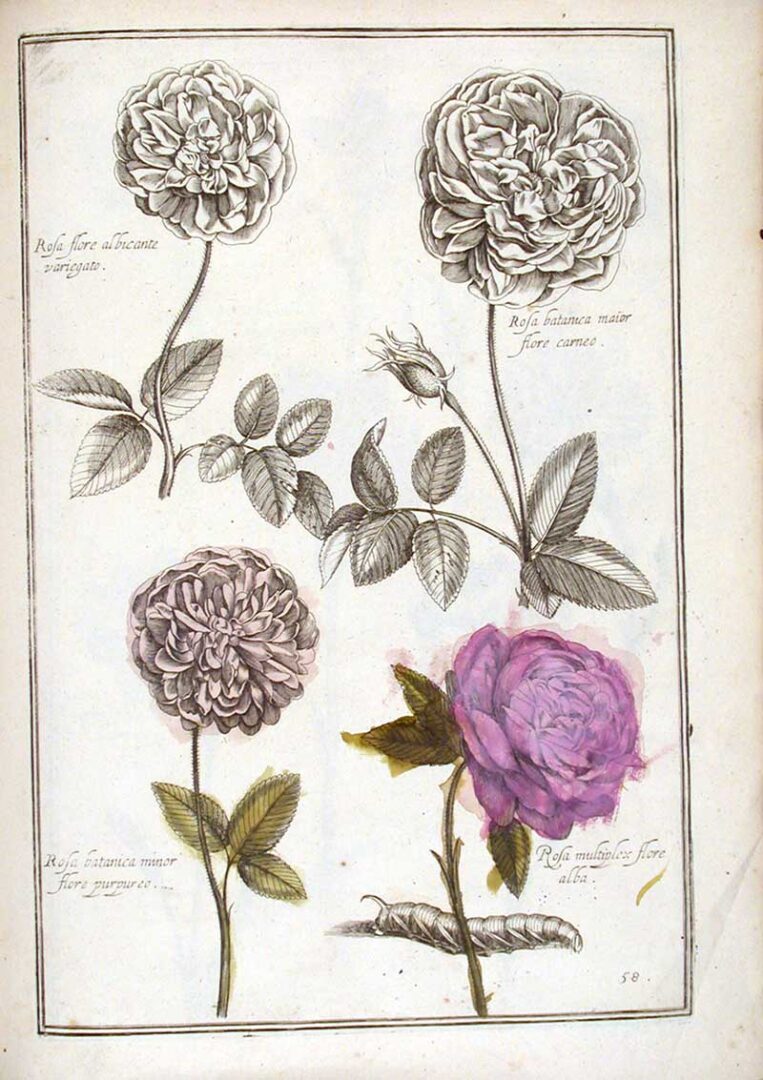 Exploring Renaissance Flowers with 20 Free Theatrum Florae Prints ...