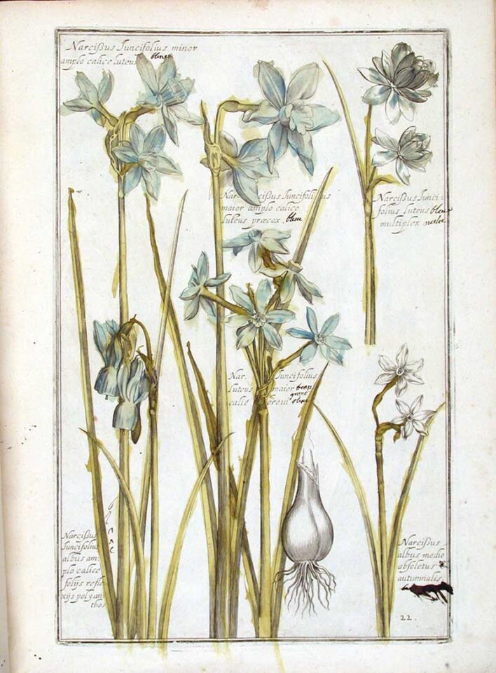 Exploring Renaissance Flowers with 20 Free Theatrum Florae Prints ...
